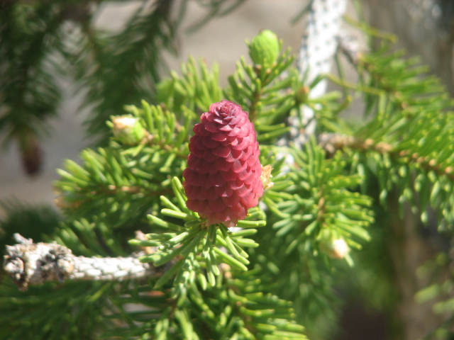 Learn How to Identify Trees and Shrubs | Cheyenne Botanic Gardens
